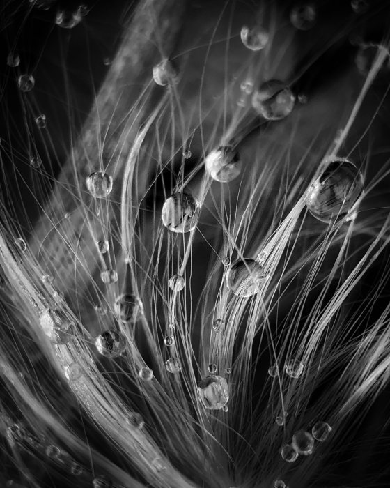 8 Tips For Fascinating Nature Macro Photography On iPhone