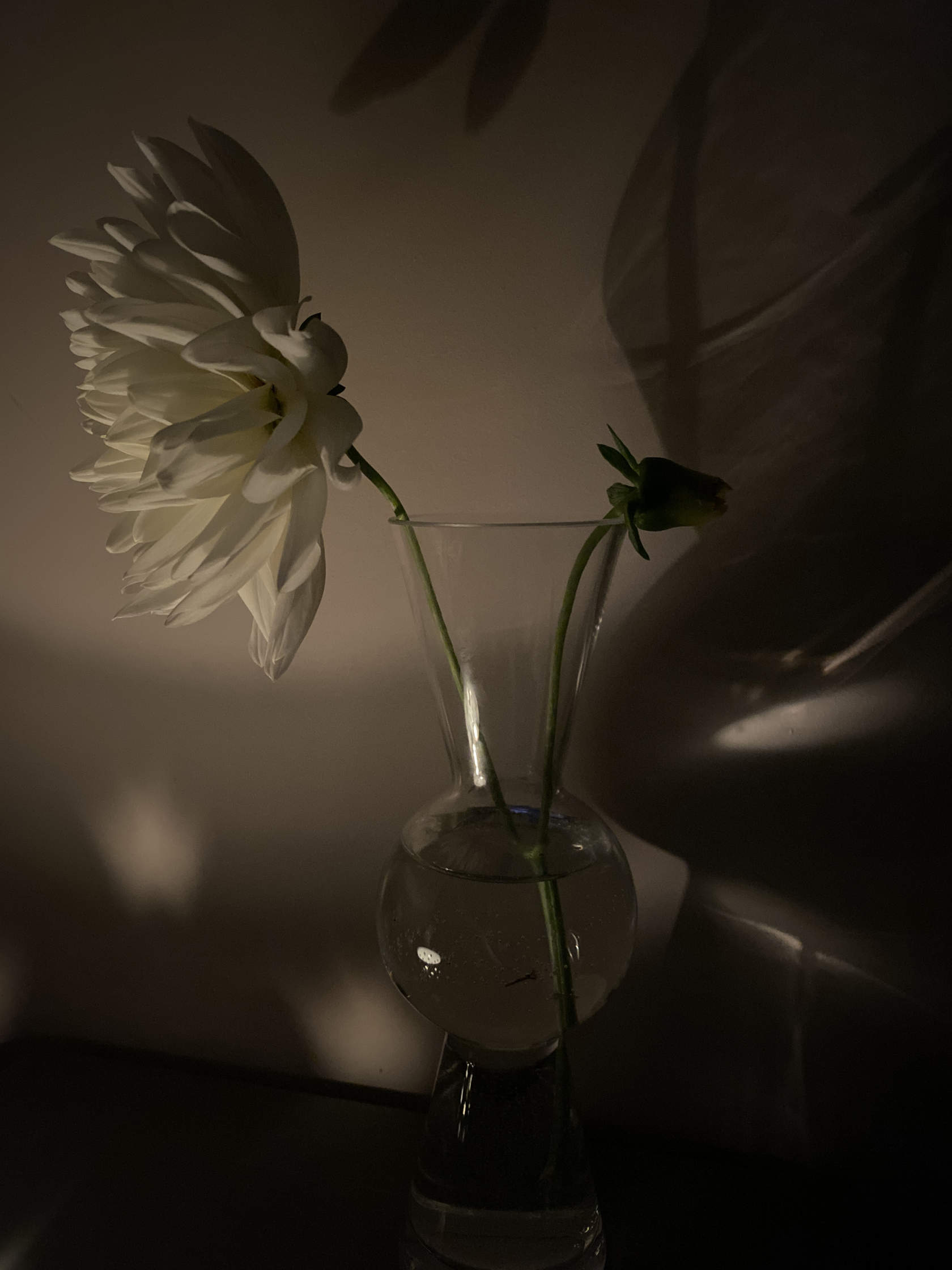 How To Use iPhone Night Mode Camera On iPhone 11 & 12