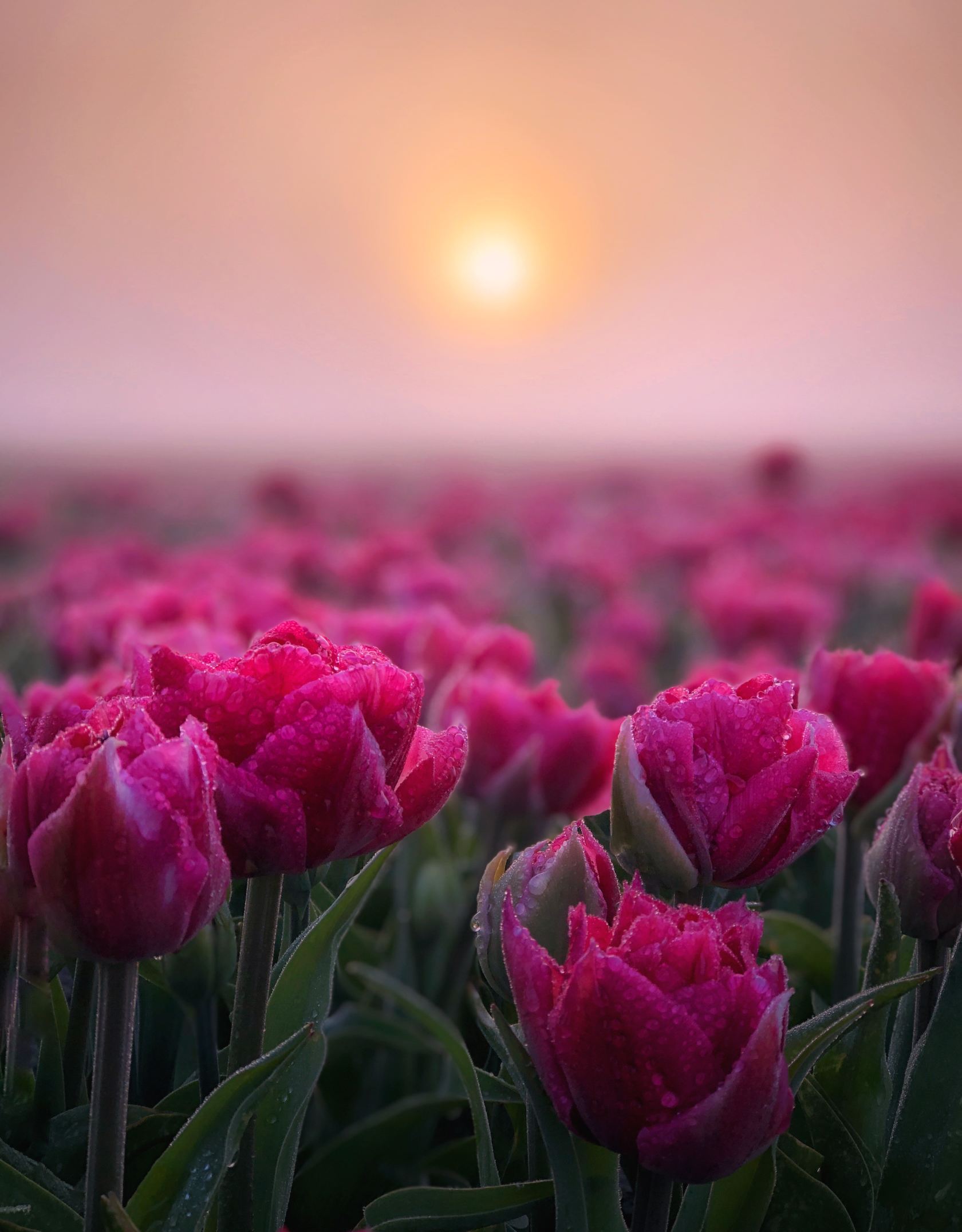 8 Tips For Golden Hour Landscape Photography On iPhone