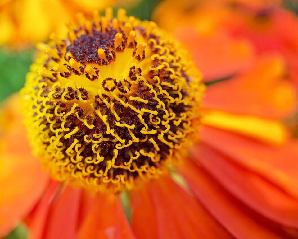 11 Tips For Beautiful Flower Photography On iPhone