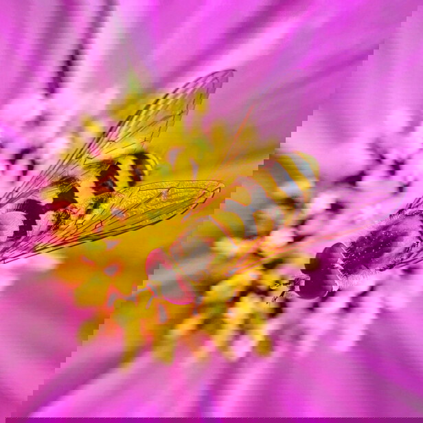 7 Tips For Incredible Insect Macro Photography On iPhone