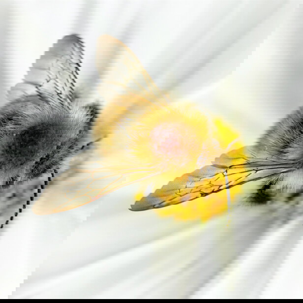 7 Tips For Incredible Insect Macro Photography On iPhone