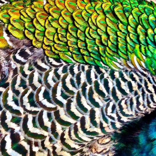 30 Amazing iPhone Photos That Show Texture