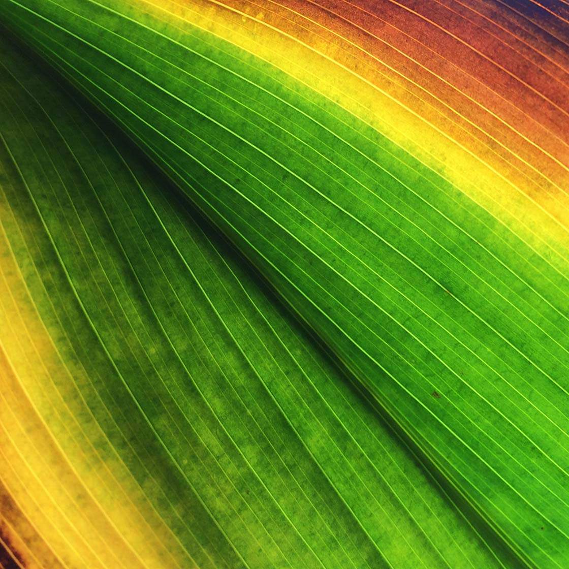 10 Tips For Taking Beautiful iPhone Photos of Leaves