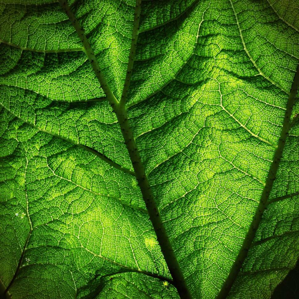 10 Tips For Taking Beautiful iPhone Photos of Leaves