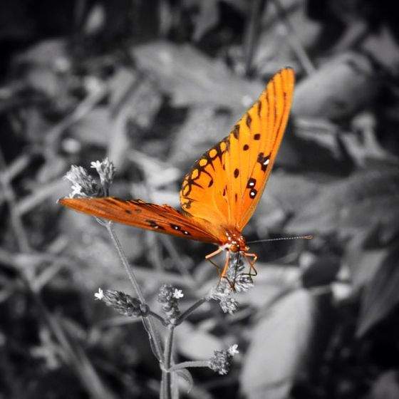 iPhone Photo Competition Winners X