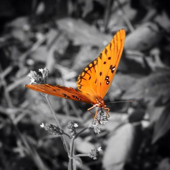 iPhone Photo Competition Winners X