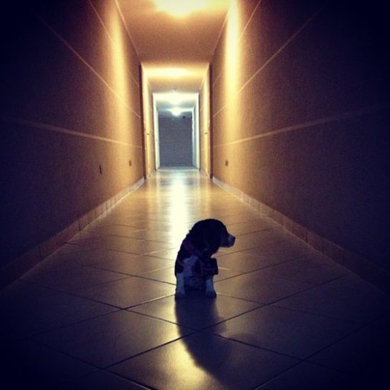 iPhone Photo Competition Winners X