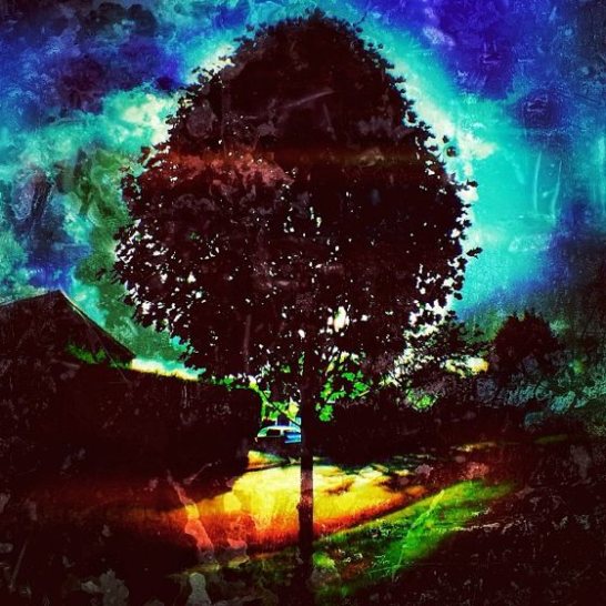 30 Incredible iPhone Photos of Trees and Forest