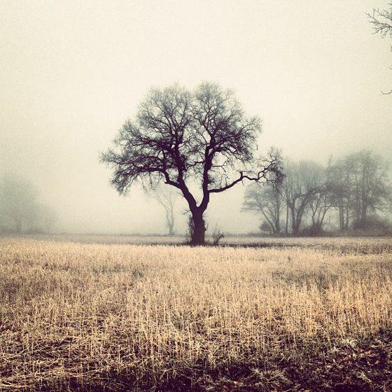 30 Incredible iPhone Photos of Trees and Forest