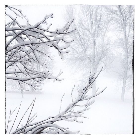 30 Incredible iPhone Photos of Trees and Forest