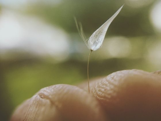 How To Take Great Macro Photos With Your iPhone