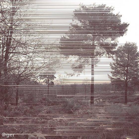 30 Incredible iPhone Photos of Trees and Forest