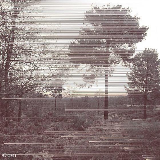 30 Incredible iPhone Photos of Trees and Forest