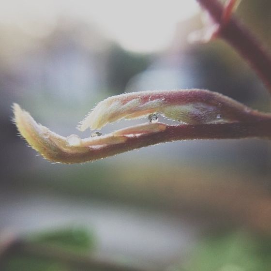 How To Take Great Macro Photos With Your iPhone