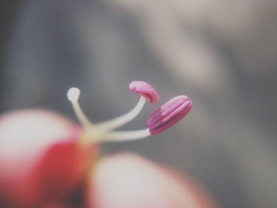 How To Take Great Macro Photos With Your iPhone