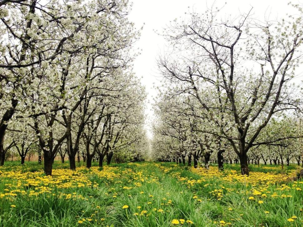 30 Incredible iPhone Photos of Trees and Forest