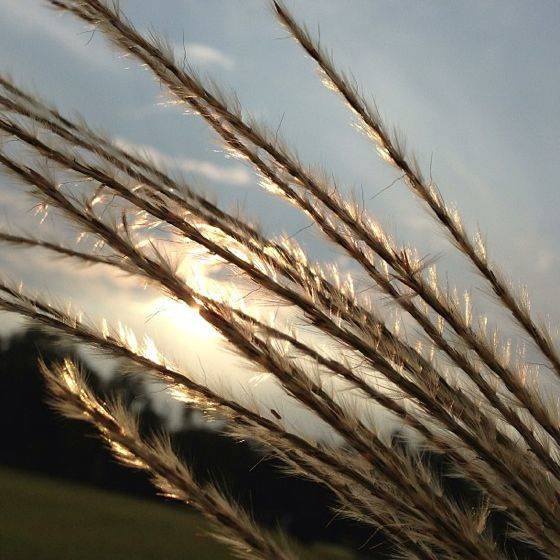 30 Stunning iPhone Photos of Sun