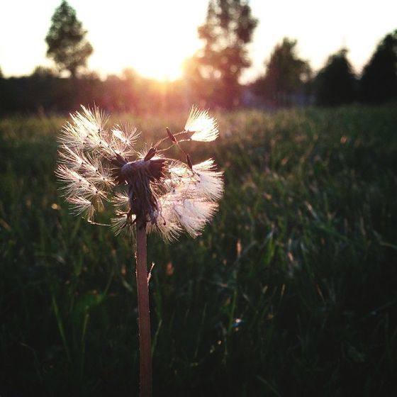 30 Stunning iPhone Photos of Sun