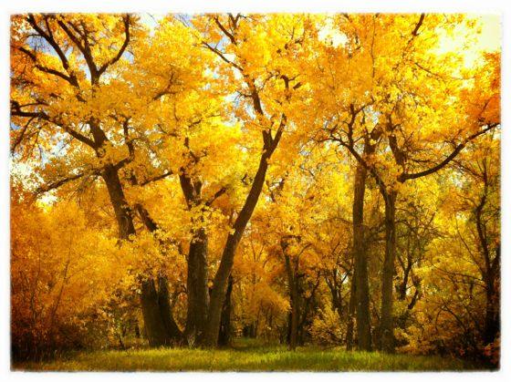 How Justin Balog Uses His iPhone To Take Great Photos