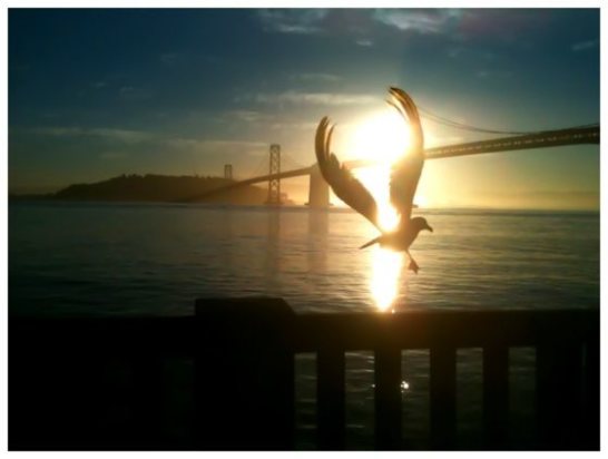 How Justin Balog Uses His iPhone To Take Great Photos