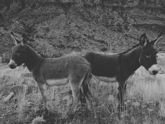 How Kevin Russ Takes Beautiful Nature & Wildlife Photos With iPhone