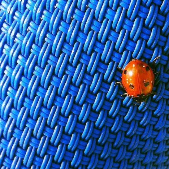 30 Stunning iPhone Macro and Close-Up Photos