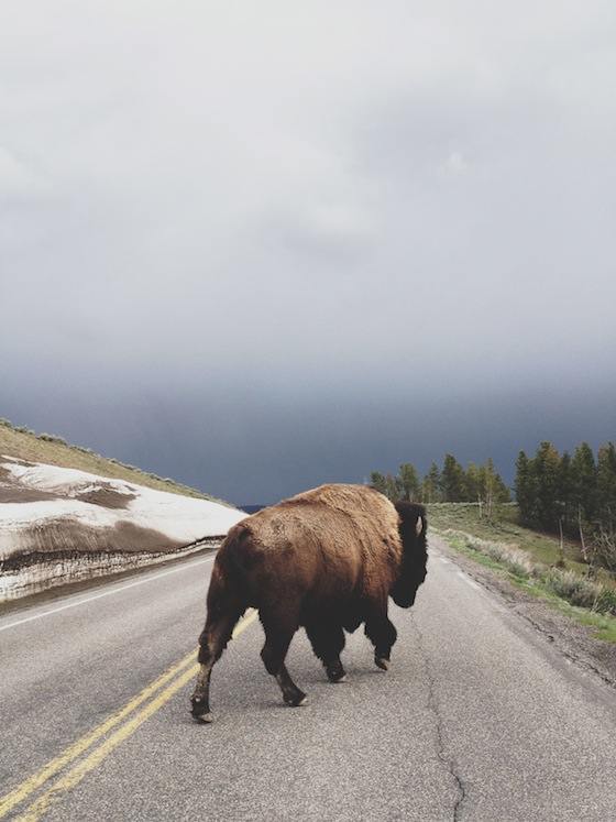 How Kevin Russ Takes Beautiful Nature & Wildlife Photos With iPhone