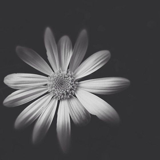 30 Stunning iPhone Macro and Close-Up Photos