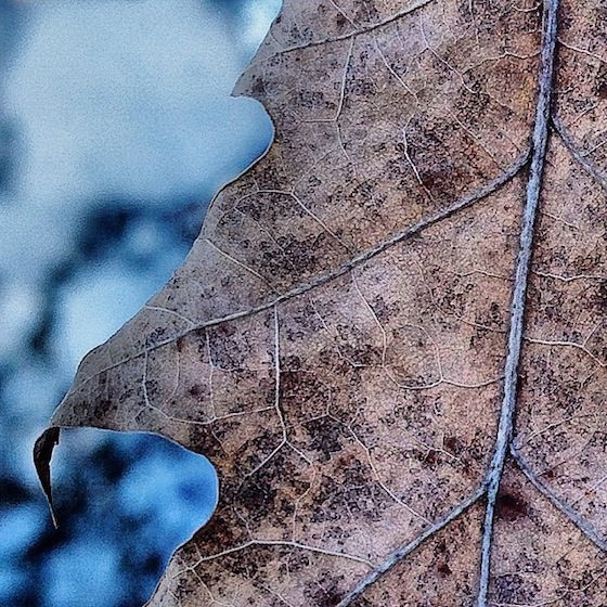 30 Stunning iPhone Macro and Close-Up Photos