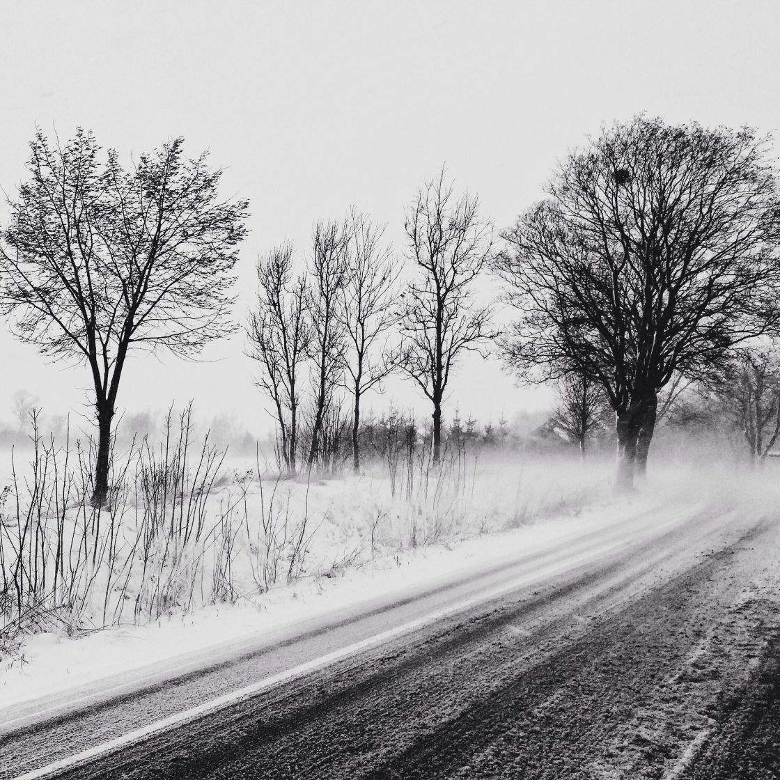 30 Incredible iPhone Photos of Trees