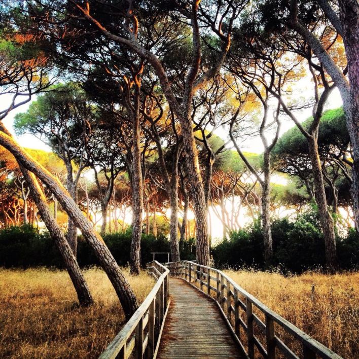 30 Incredible iPhone Photos of Trees