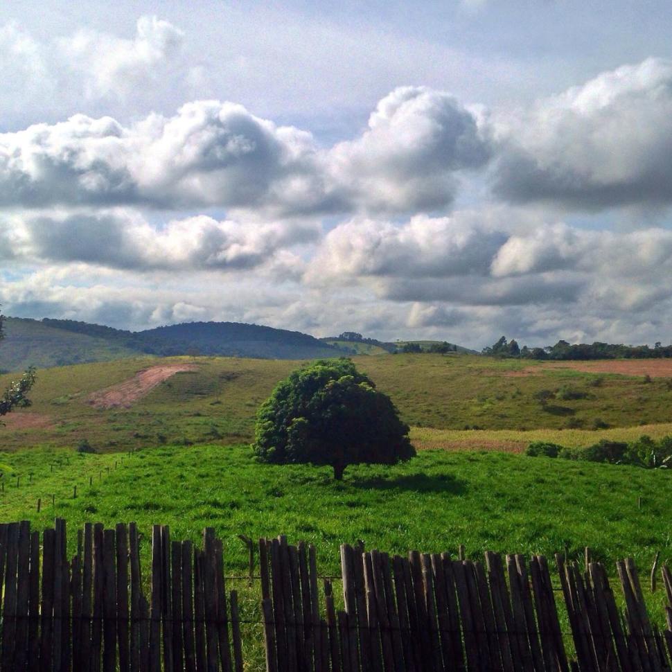 30 Incredible iPhone Photos of Trees