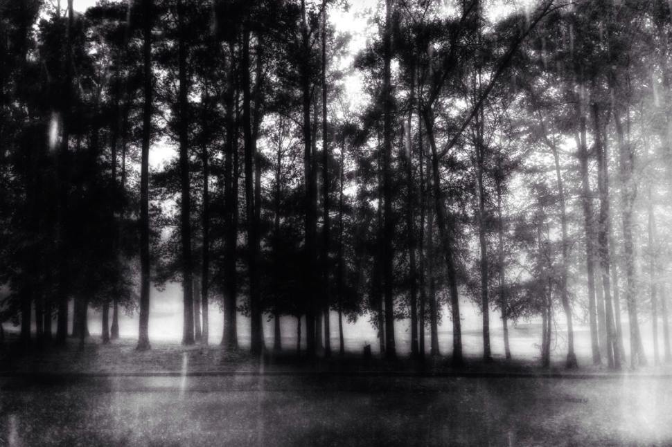 30 Incredible iPhone Photos of Trees