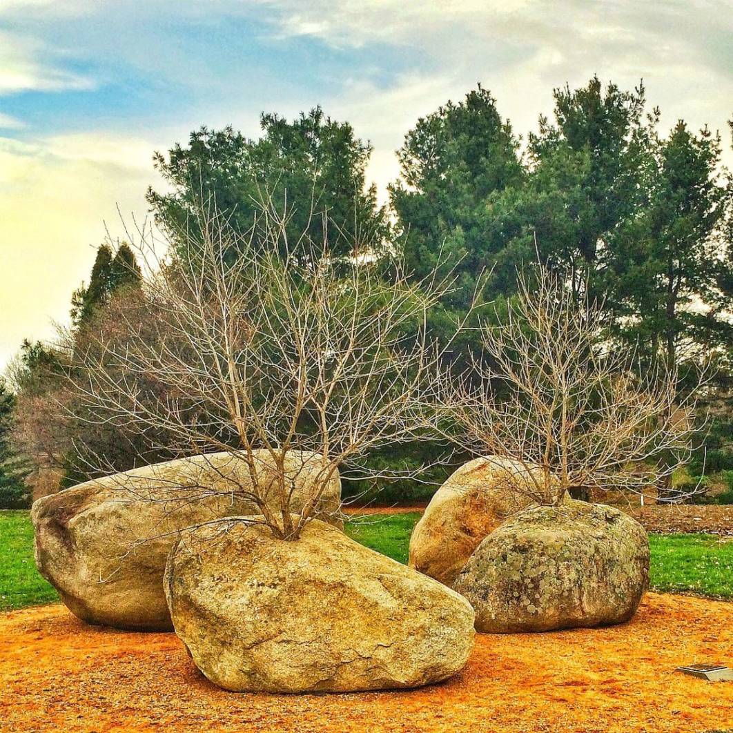 30 Incredible iPhone Photos of Trees