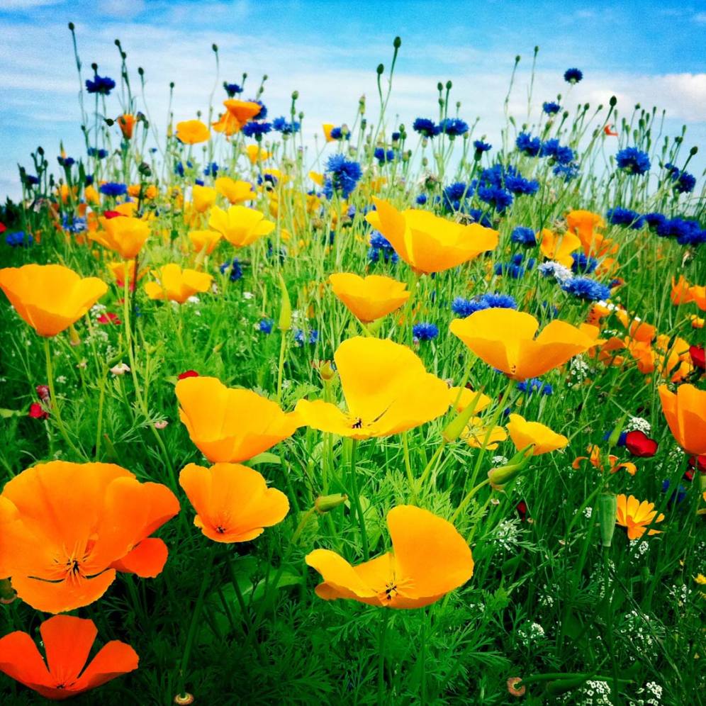 10 Tips For Taking Amazing iPhone Photos In The Sun