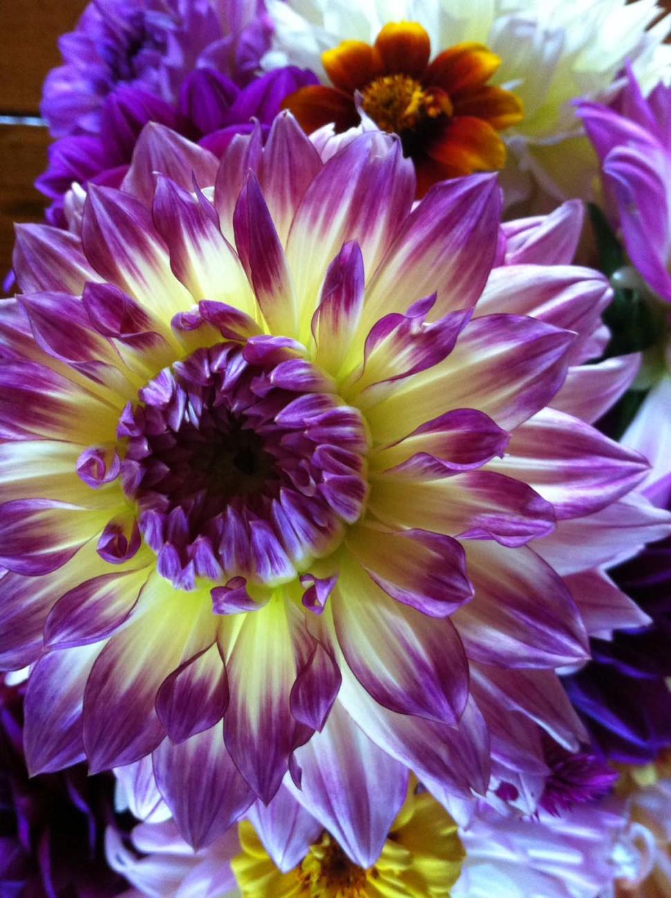 How To Create Abstract Art With Your iPhone Flower Photos