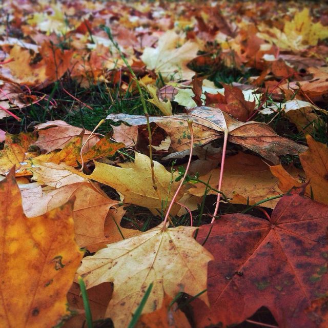 30 Stunning iPhone Photos Showing The Beauty Of Fall