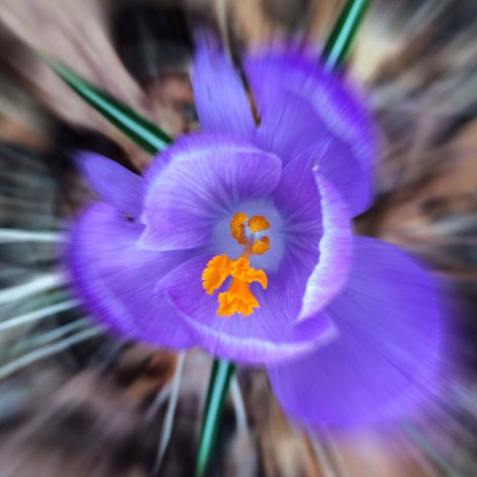 30 Beautiful Photos Of Flowers Taken With The iPhone
