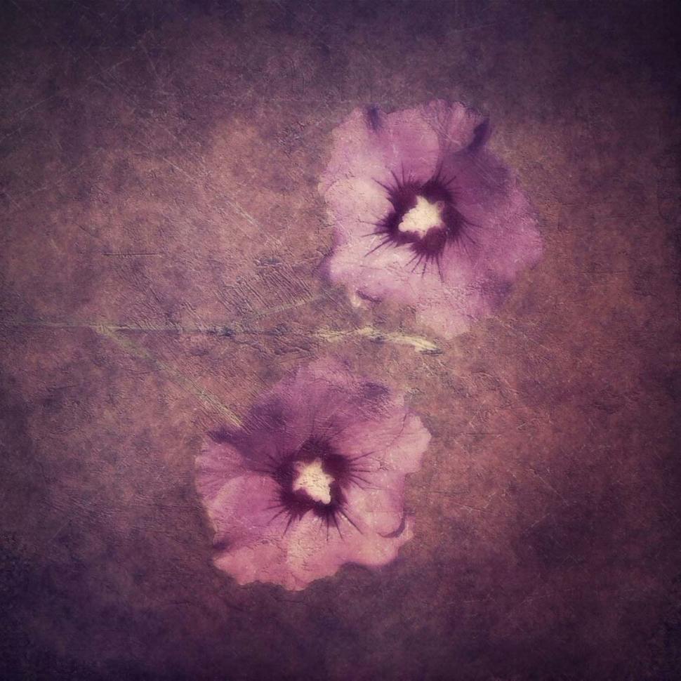 30 Beautiful Photos Of Flowers Taken With The iPhone