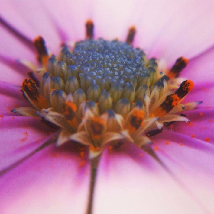 30 Beautiful Photos Of Flowers Taken With The iPhone