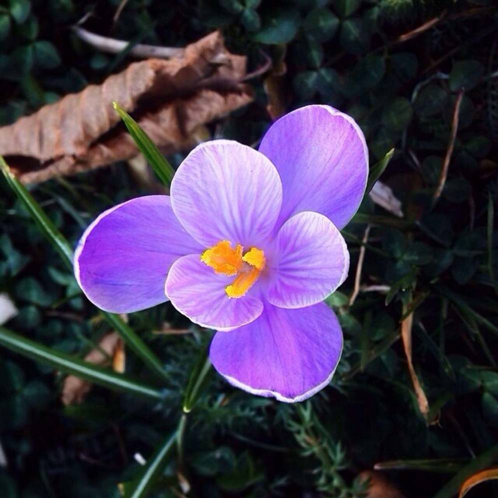30 Beautiful Photos Of Flowers Taken With The iPhone