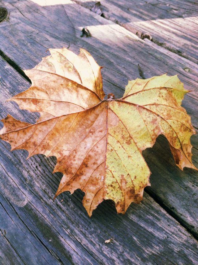 How Photo Walks Can Improve Your iPhone Photography