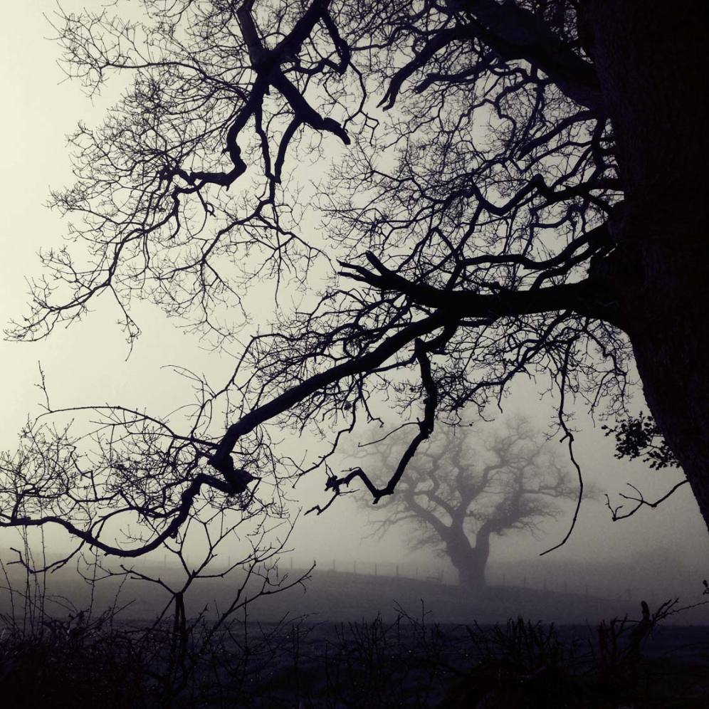 How A 365 Photo Project Will Improve Your iPhone Photos