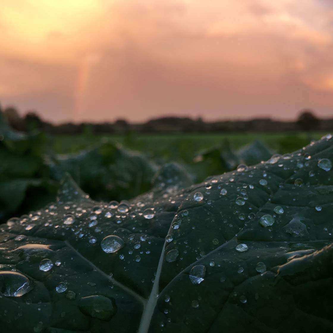 How Colin Roberts Takes Great iPhone Landscape Photos