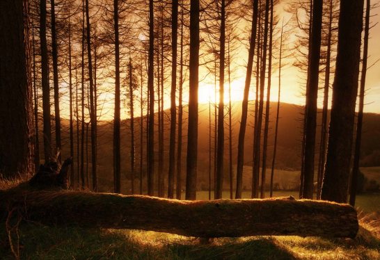 Capture The Magic Of Golden Hour In Your iPhone Photos