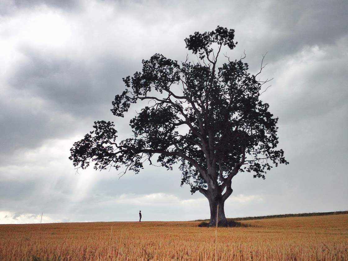 10 Tips For Taking Incredible iPhone Photos Of Trees