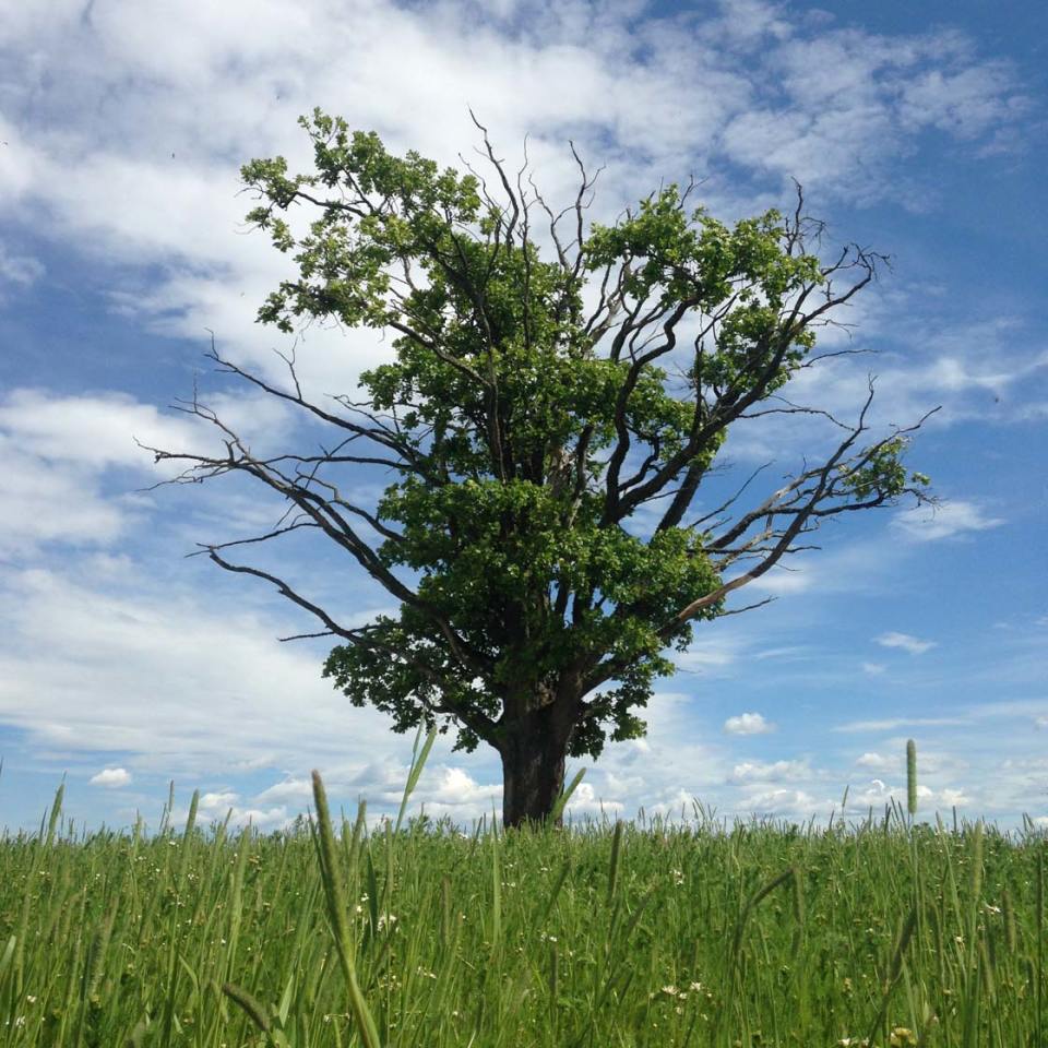 10 Tips For Taking Incredible iPhone Photos Of Trees