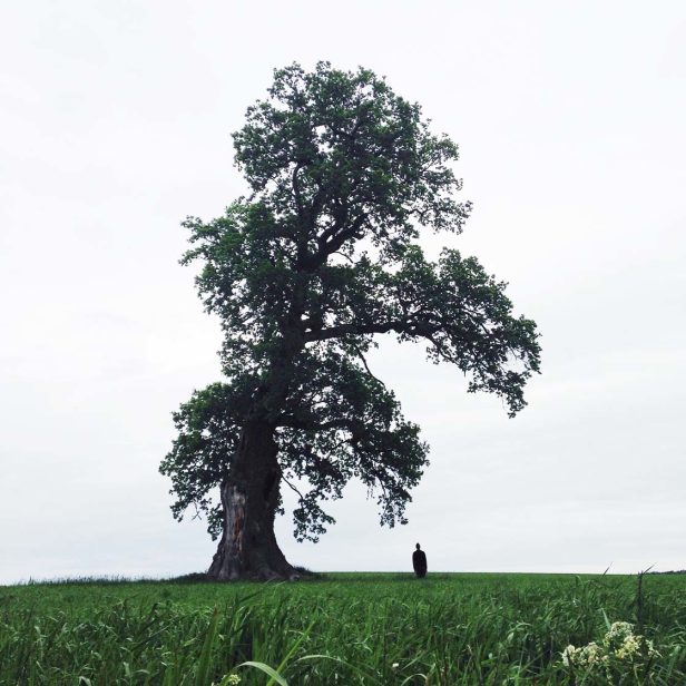 10 Tips For Taking Incredible iPhone Photos Of Trees