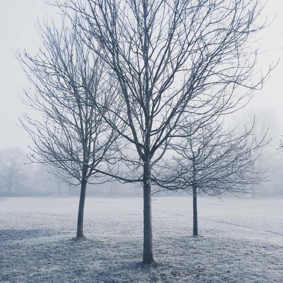 10 Tips For Taking Incredible iPhone Photos Of Trees